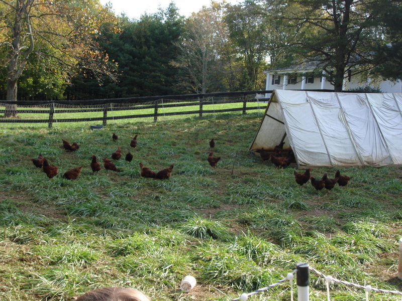 Local Farm Visit – Green & Grateful