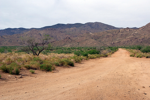 Reclaiming Desert Lands – Green & Grateful